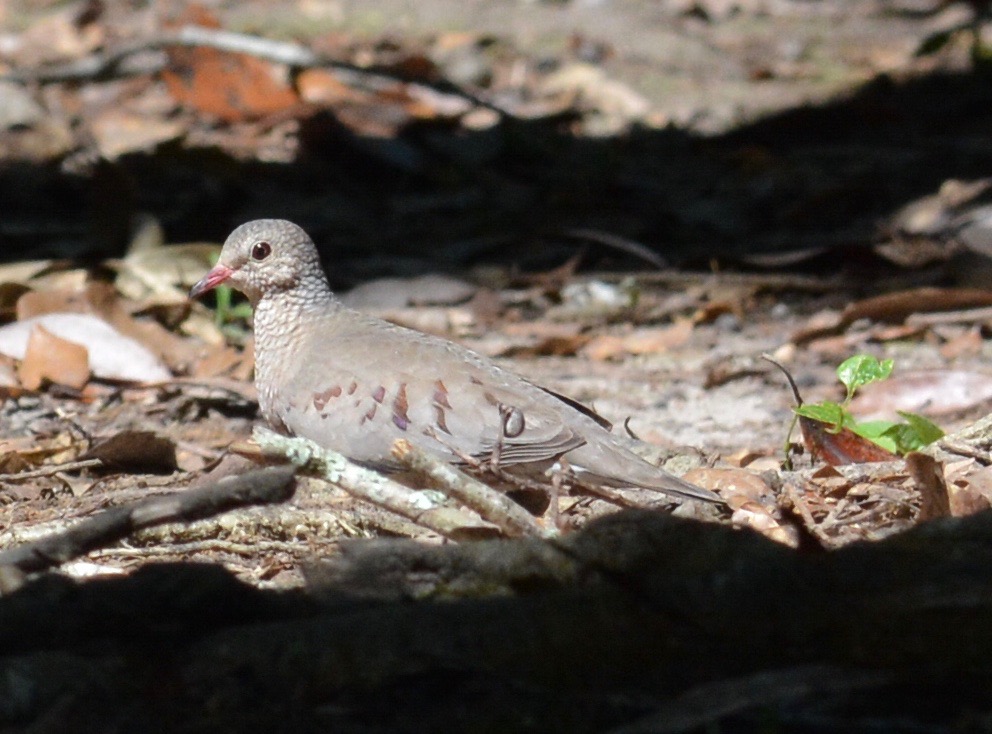 Ground Dove – IN MY VIEWFINDER