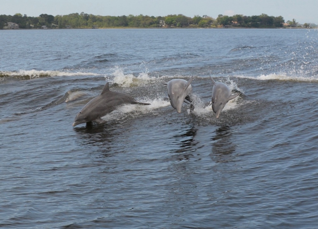 Atlantic Bottlenose Dolphins – IN MY VIEWFINDER