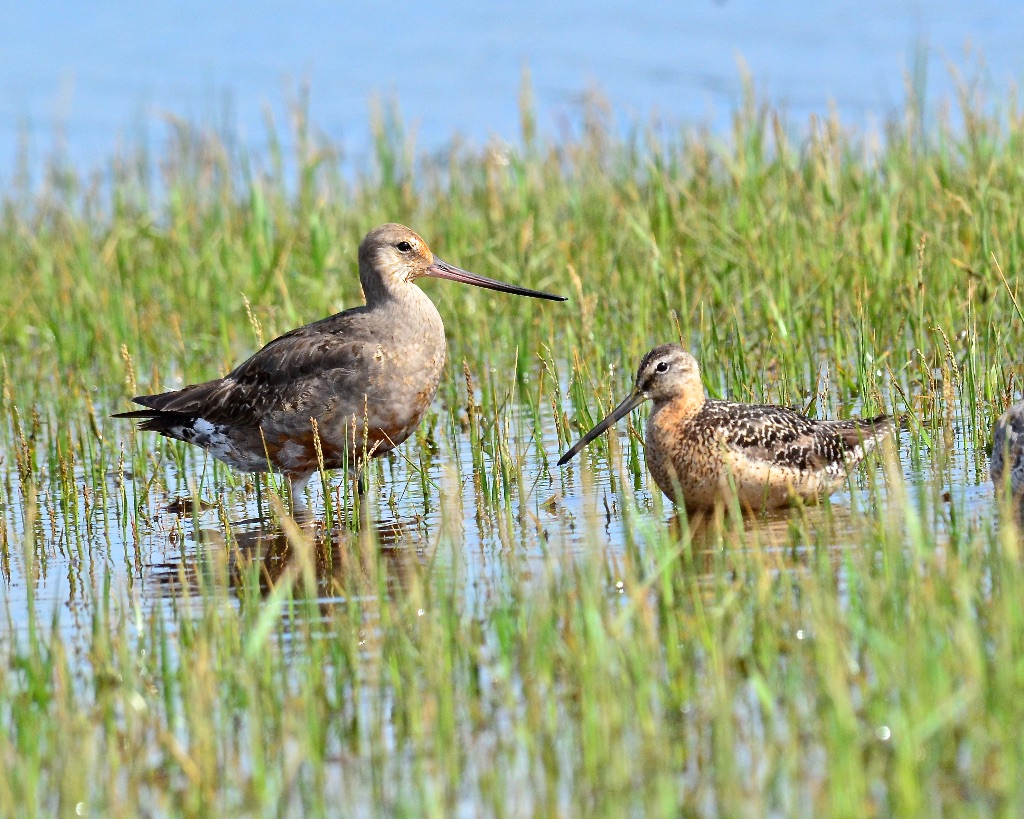 Dowitcher and Godwit – IN MY VIEWFINDER