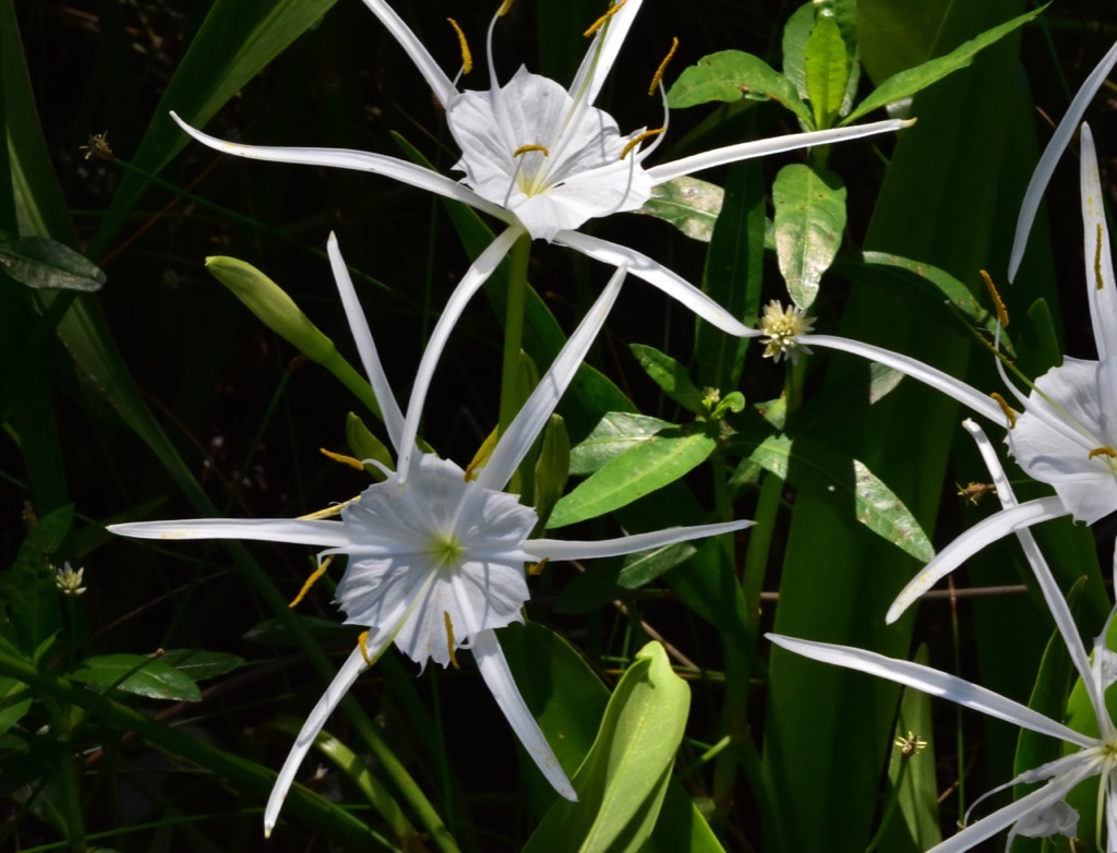 Cahaba Lily – IN MY VIEWFINDER