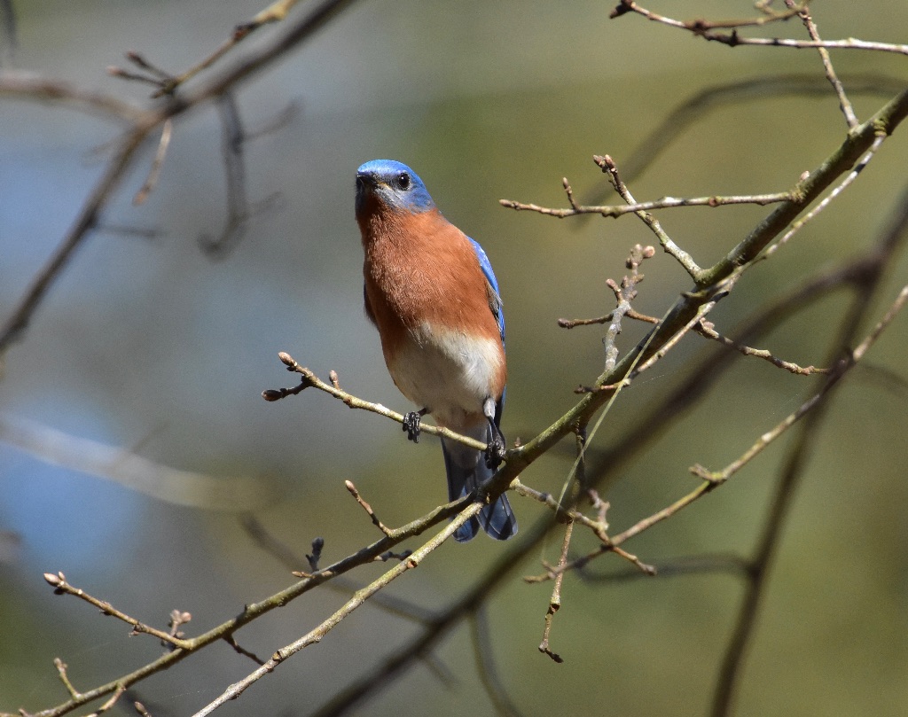 Eastern Bluebird – IN MY VIEWFINDER