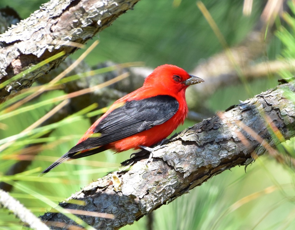 Scarlet Tanager – IN MY VIEWFINDER