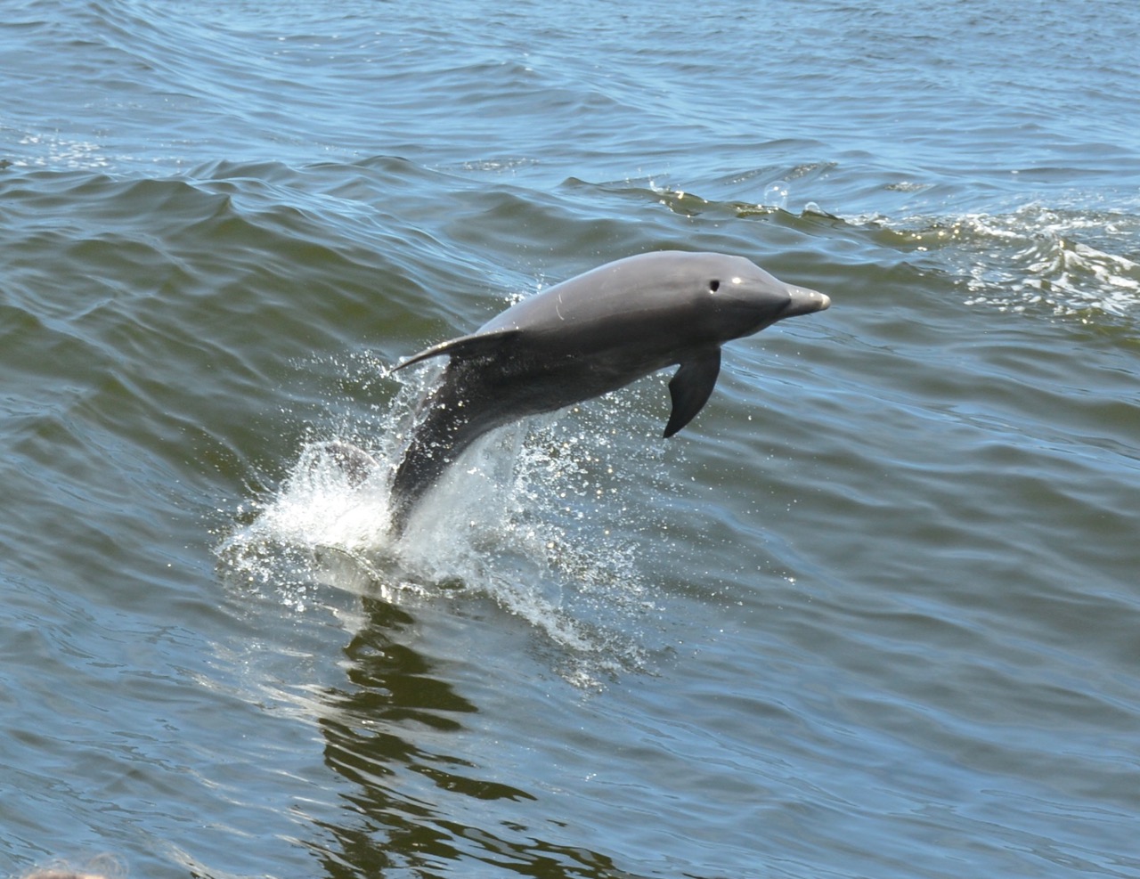 Atlantic Bottlenose Dolphins – IN MY VIEWFINDER