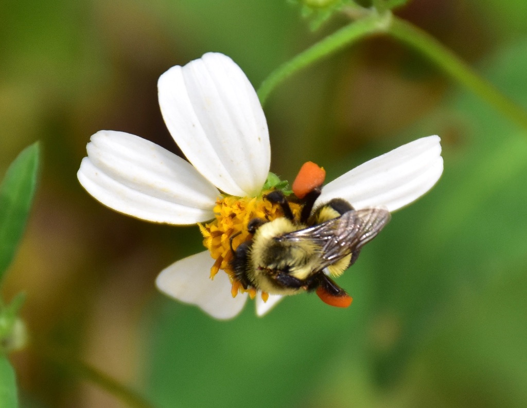 Bumble Bee with a Pollen Basket – IN MY VIEWFINDER