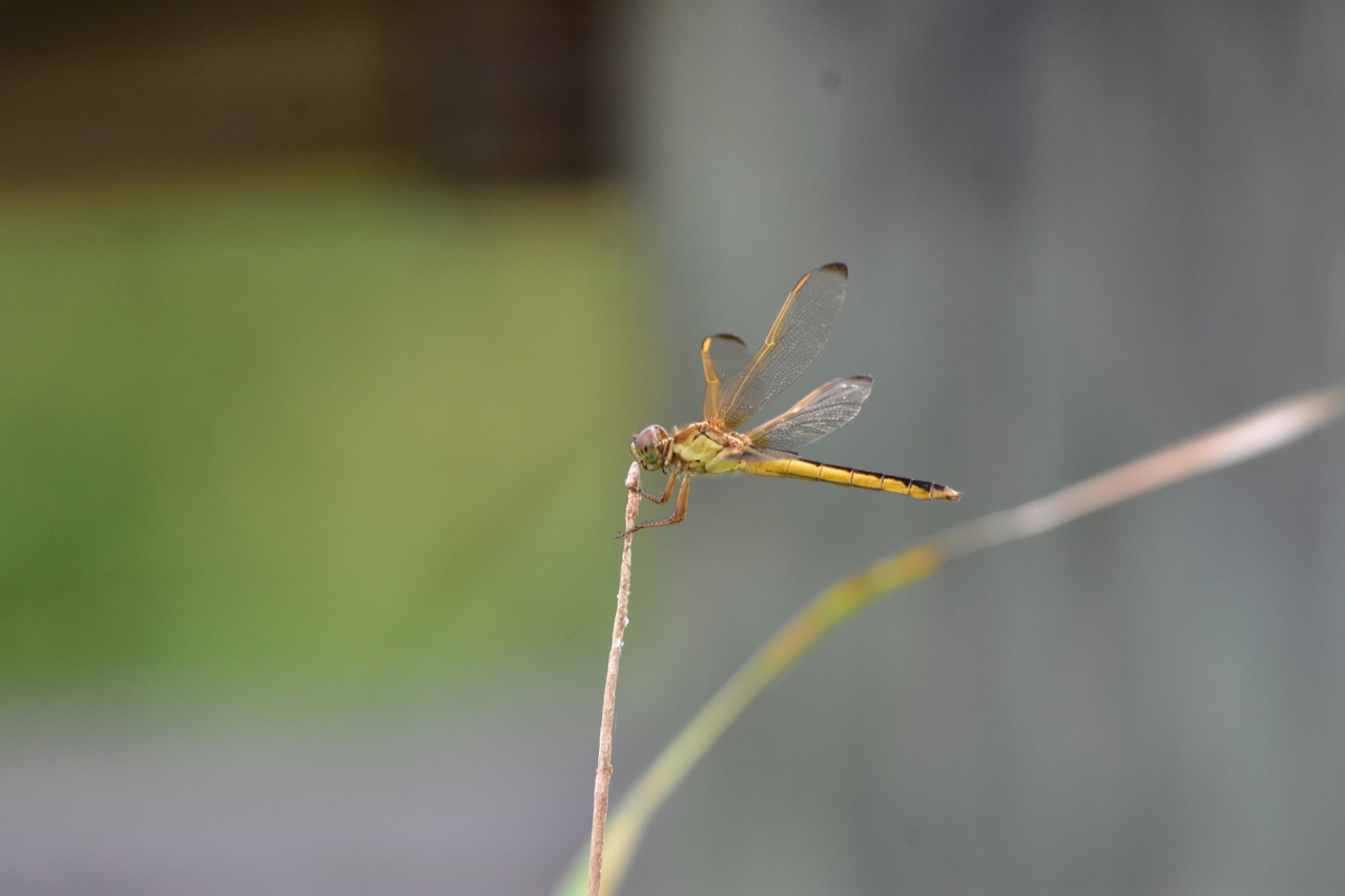Dragonflies at Meaher State Park – IN MY VIEWFINDER