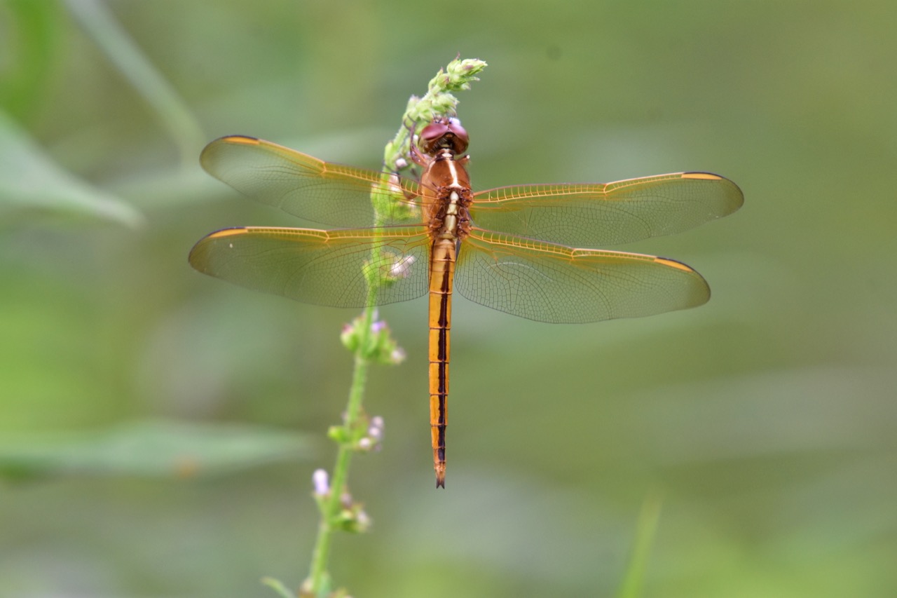 Dragonflies at Meaher State Park – IN MY VIEWFINDER