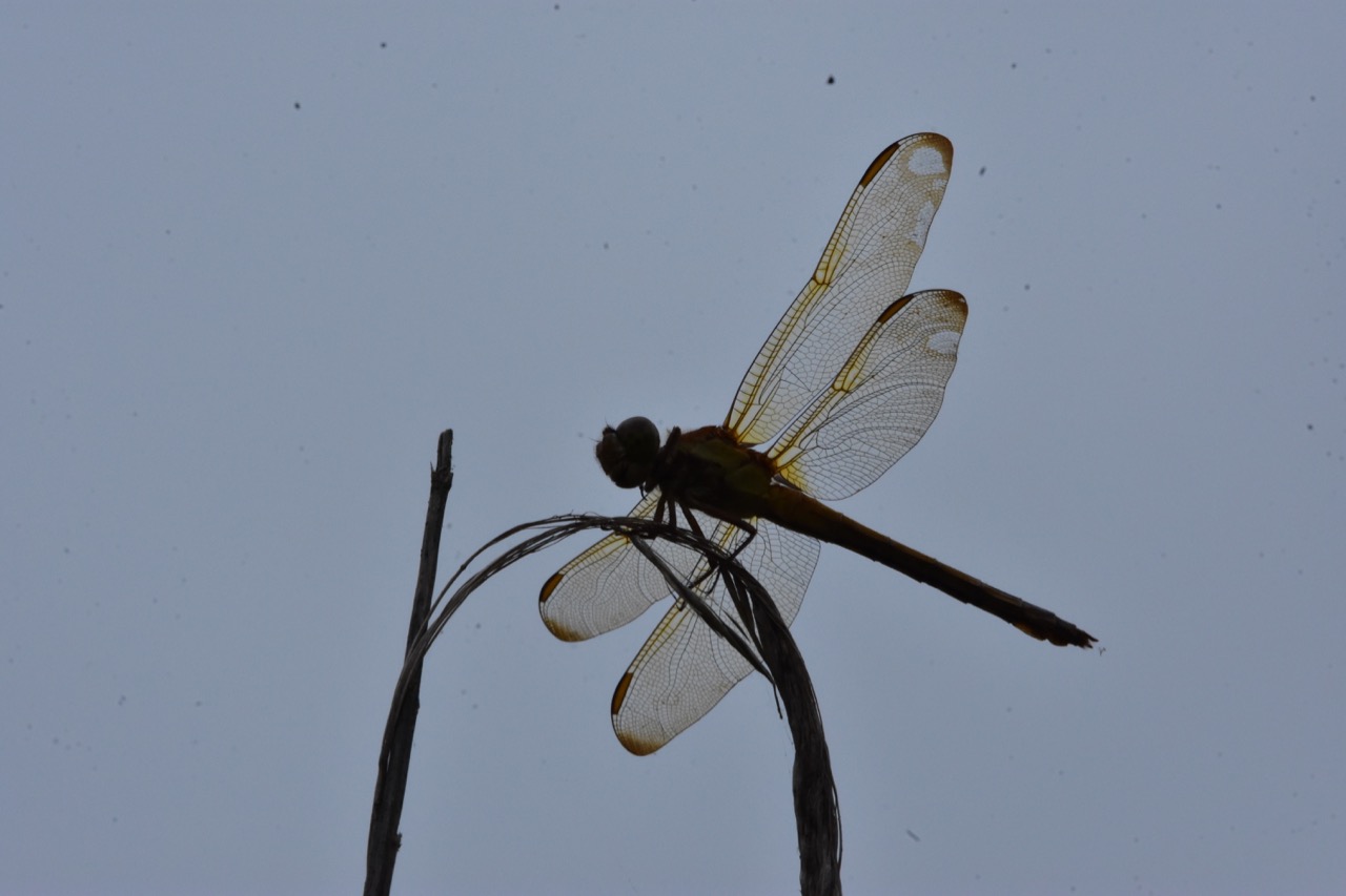 Dragonflies at Meaher State Park – IN MY VIEWFINDER