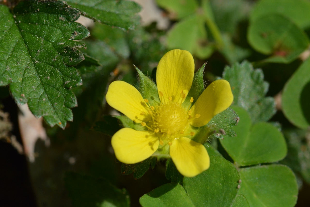 False Strawberry – IN MY VIEWFINDER