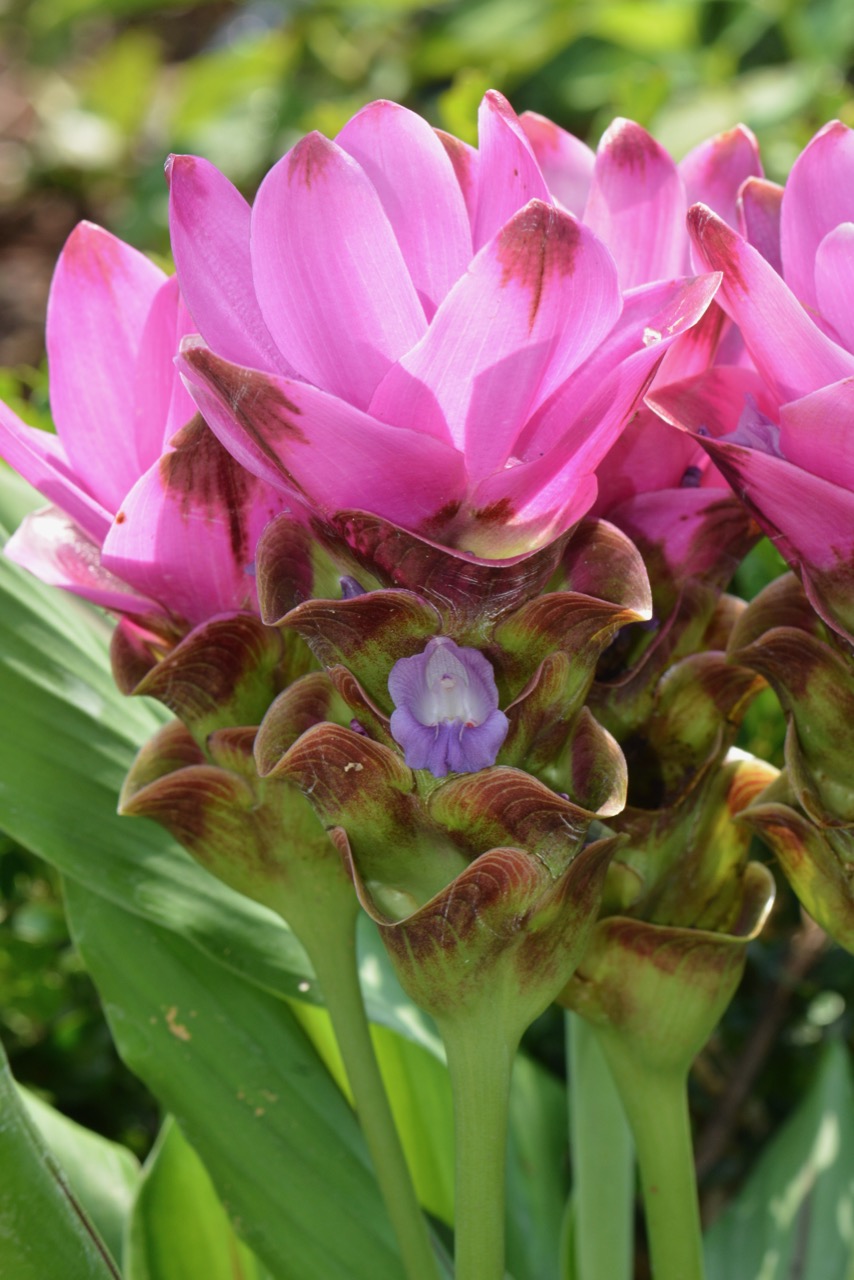 Siam Tulip – IN MY VIEWFINDER