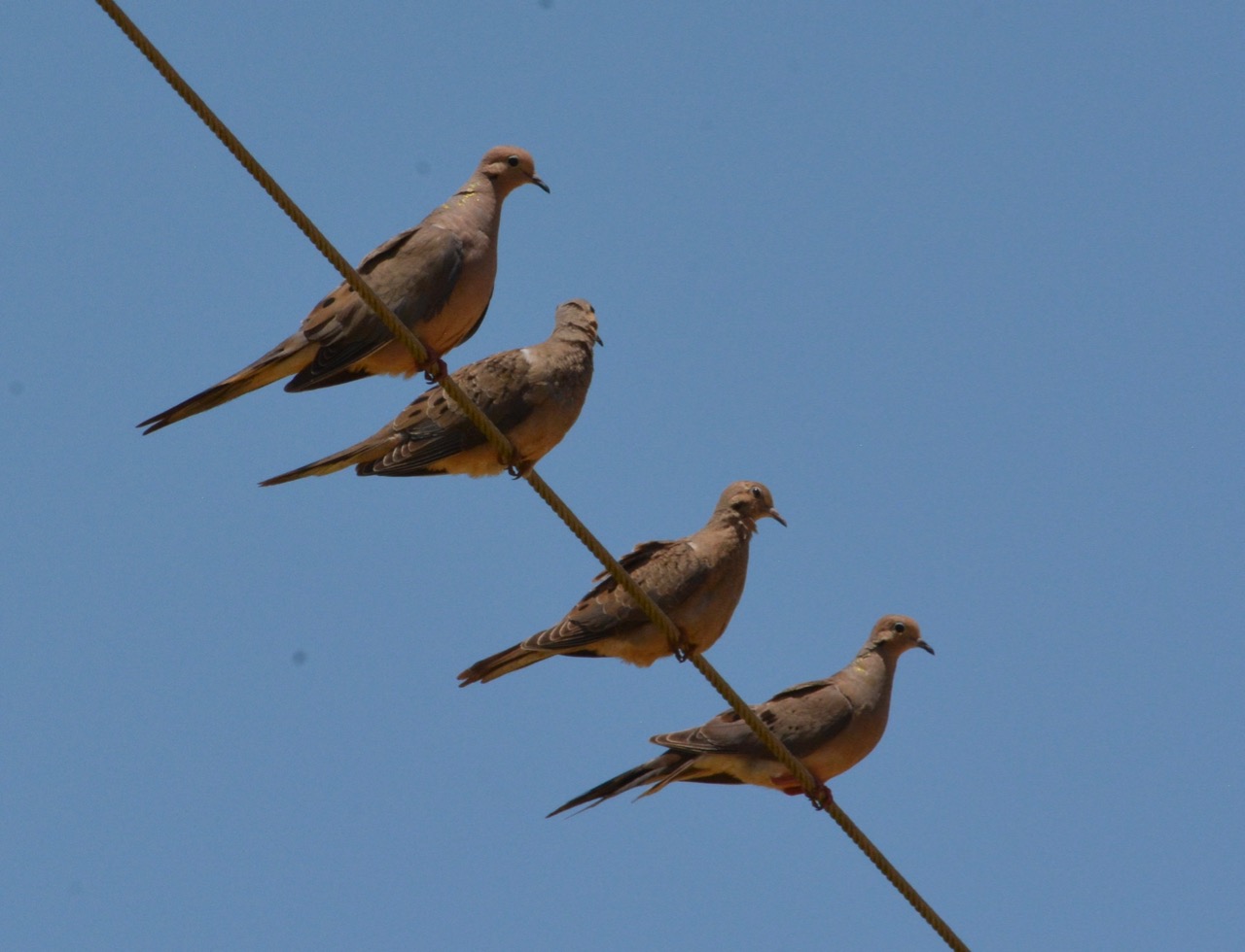 Doves on a Wire – IN MY VIEWFINDER