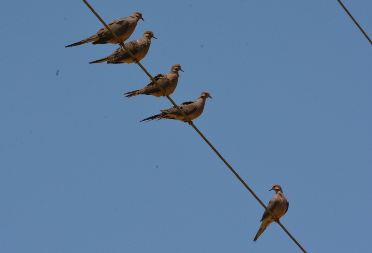 Doves on a Wire – IN MY VIEWFINDER