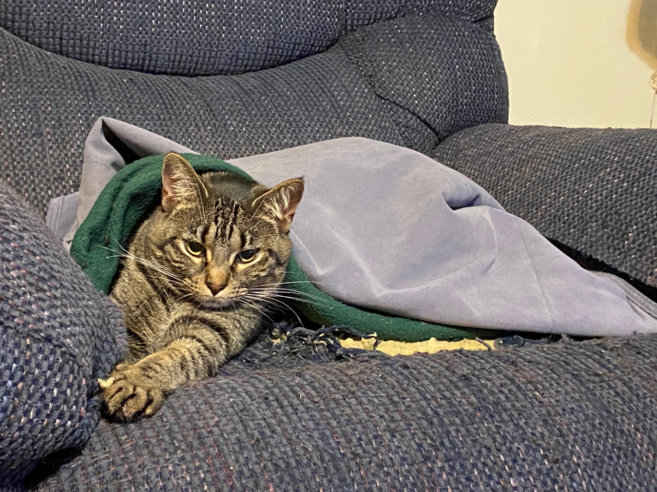 My Cat LuLu – IN MY VIEWFINDER