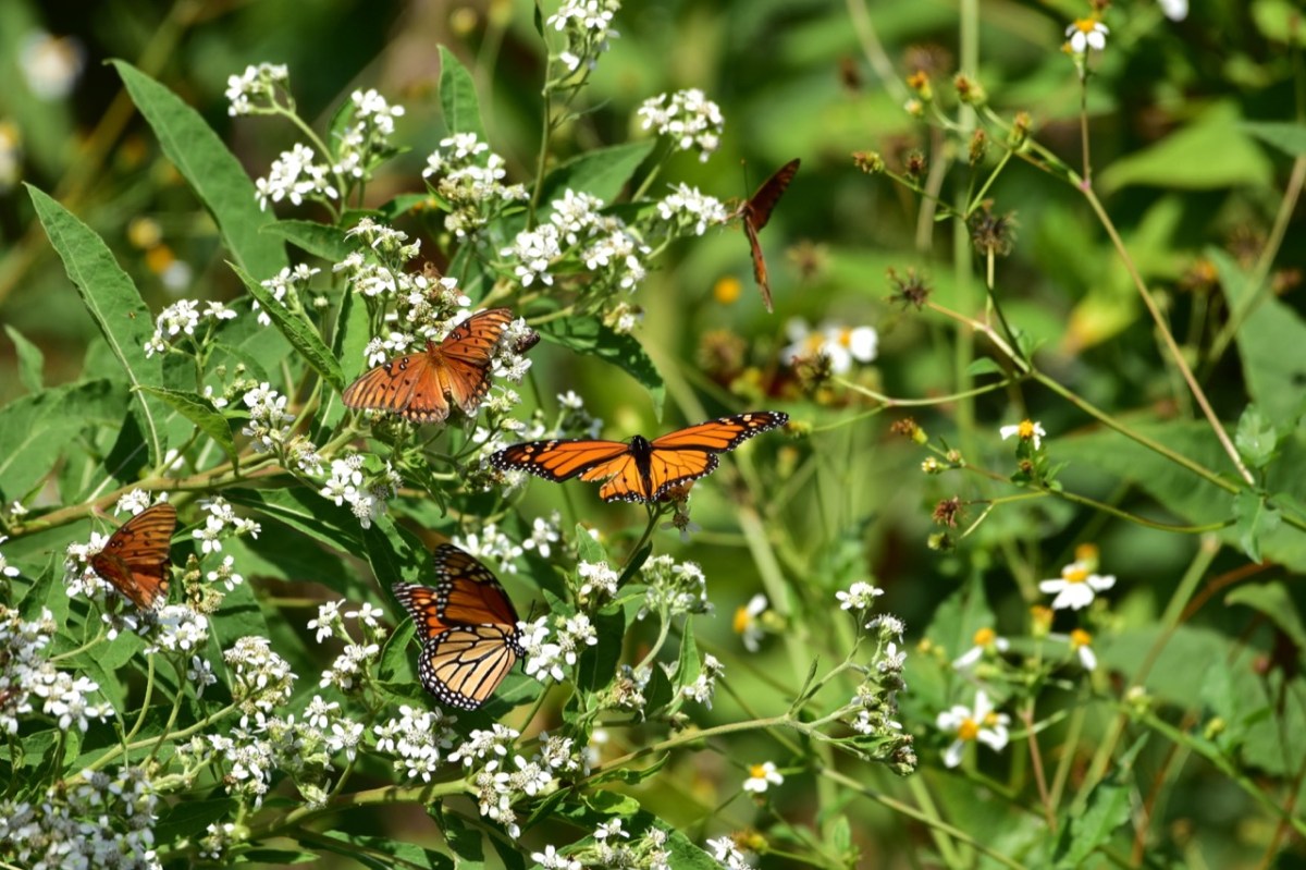 Butterflies from Dauphin Island to Fort Morgan – IN MY VIEWFINDER