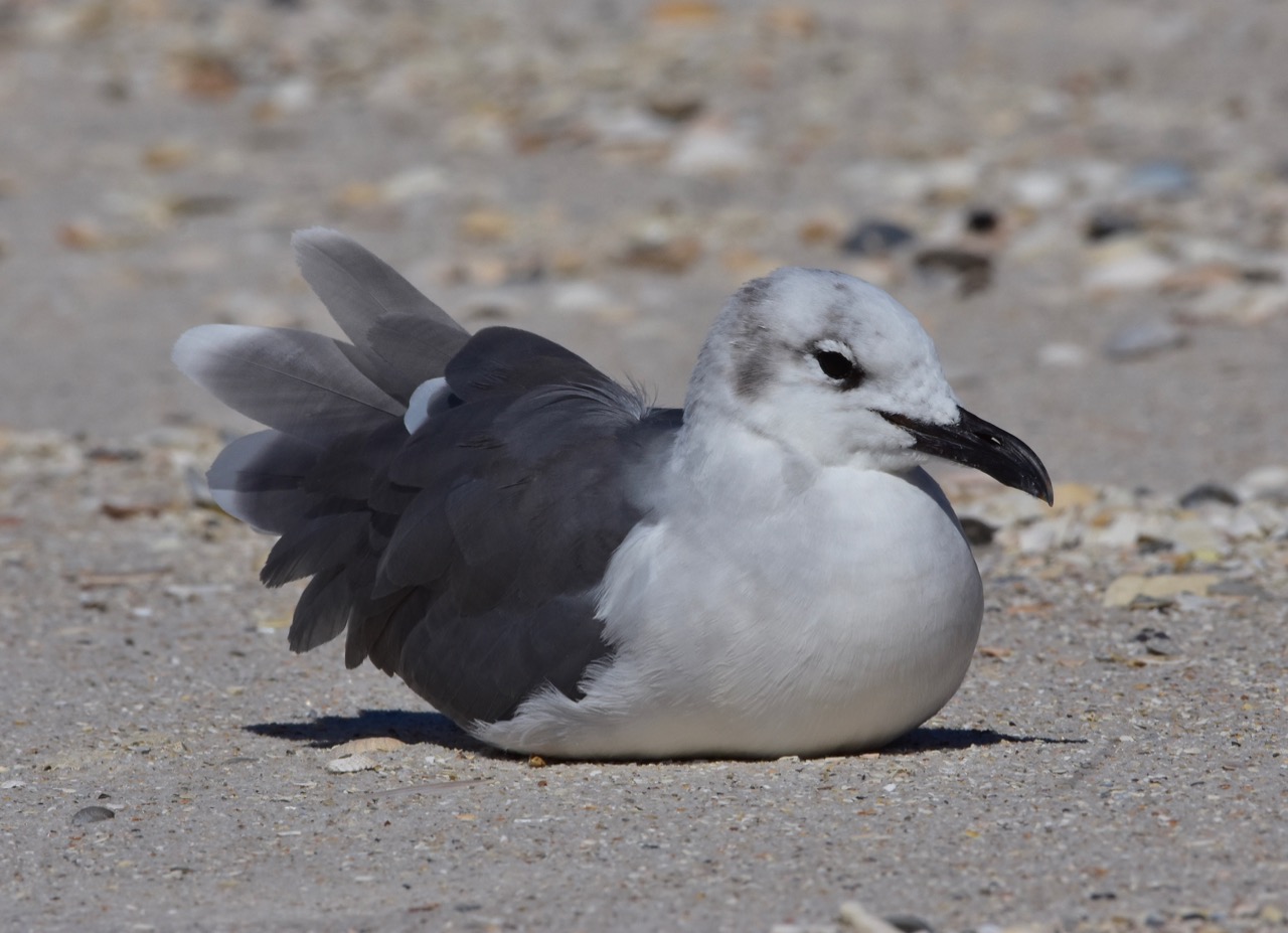Gulls & Sanderlings on Gulf Shores Beach – IN MY VIEWFINDER