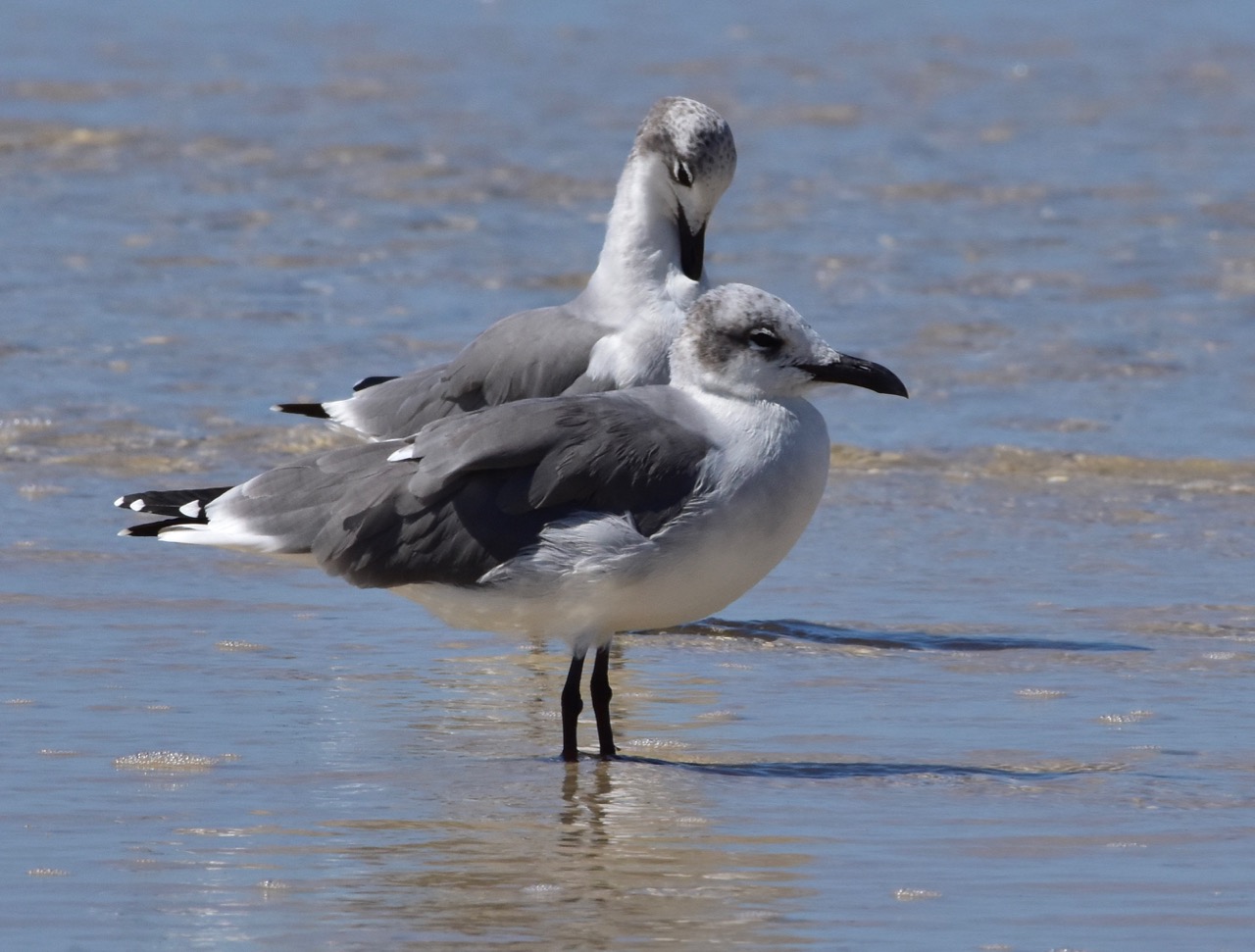 Gulls & Sanderlings on Gulf Shores Beach – IN MY VIEWFINDER