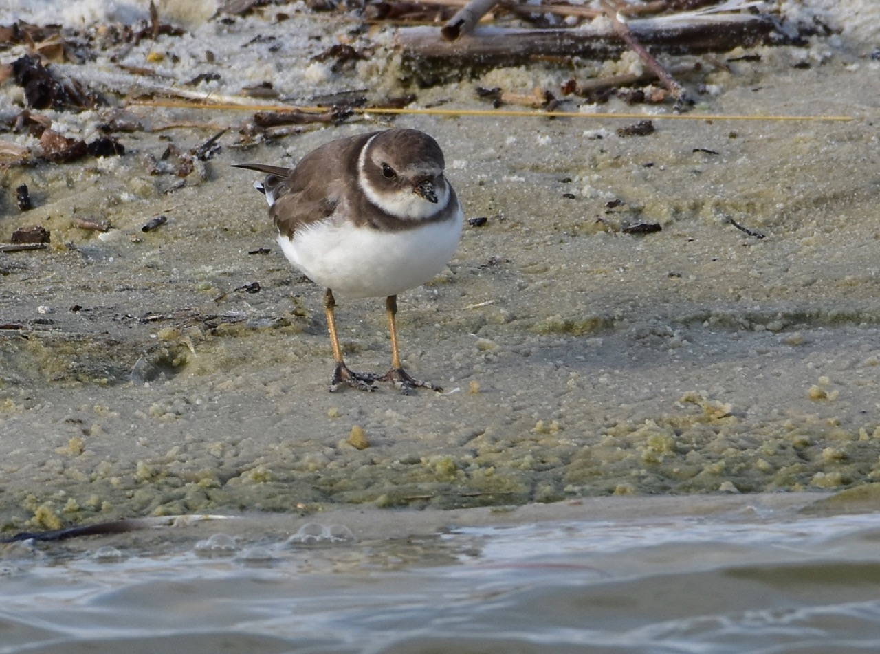 Semipalmated Plover on Dauphin Island Beach – IN MY VIEWFINDER