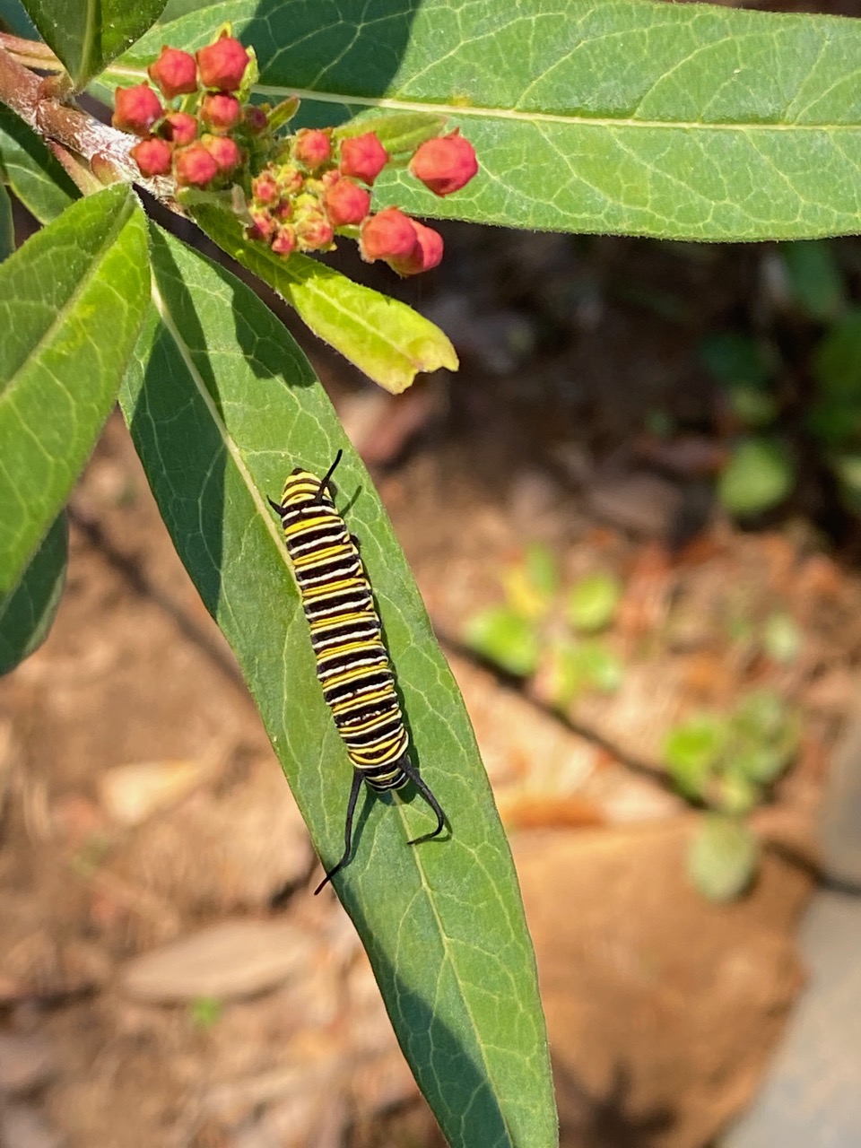 Monarch Butterfly Caterpillar – IN MY VIEWFINDER