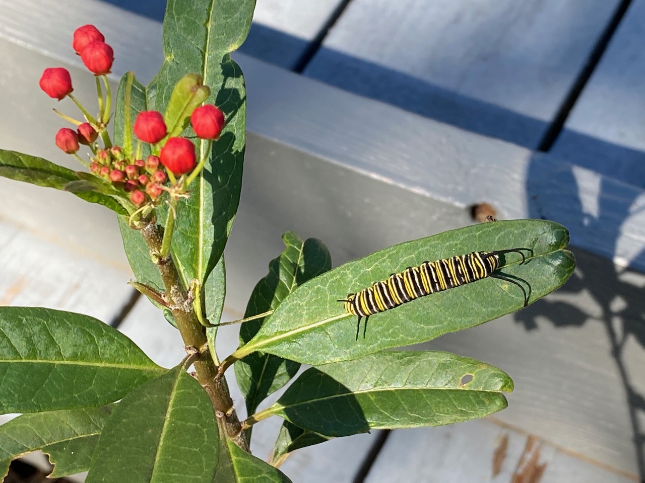 Monarch Butterfly Caterpillar – IN MY VIEWFINDER