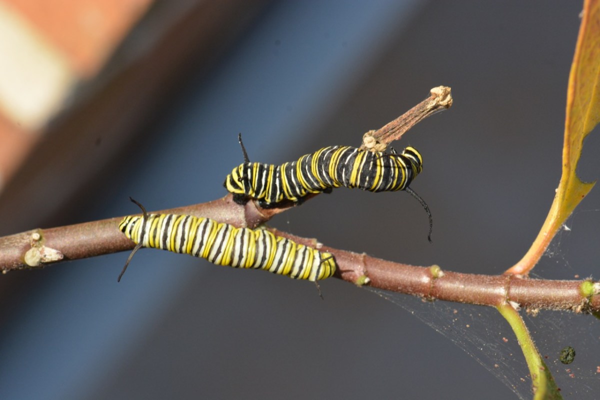 More Monarch Butterfly Caterpillars – IN MY VIEWFINDER