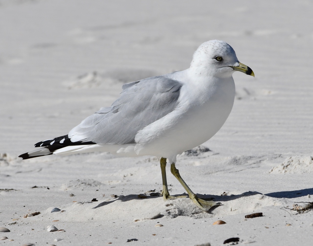 Ring-billed Gulls on the Beach – IN MY VIEWFINDER