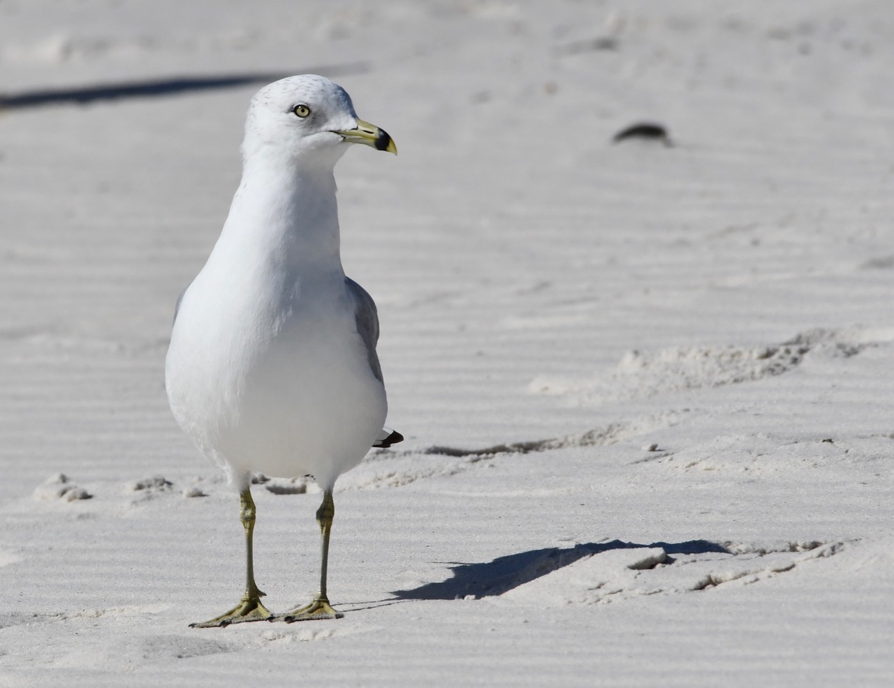 Ring-billed Gulls on the Beach – IN MY VIEWFINDER