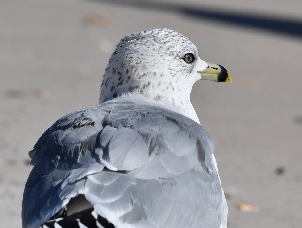Ring-billed Gulls on the Beach – IN MY VIEWFINDER