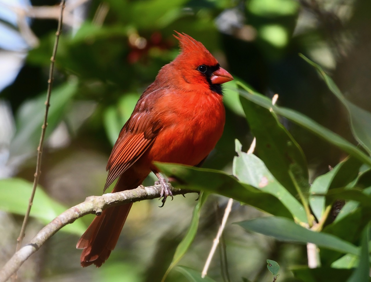 Northern Cardinal – IN MY VIEWFINDER