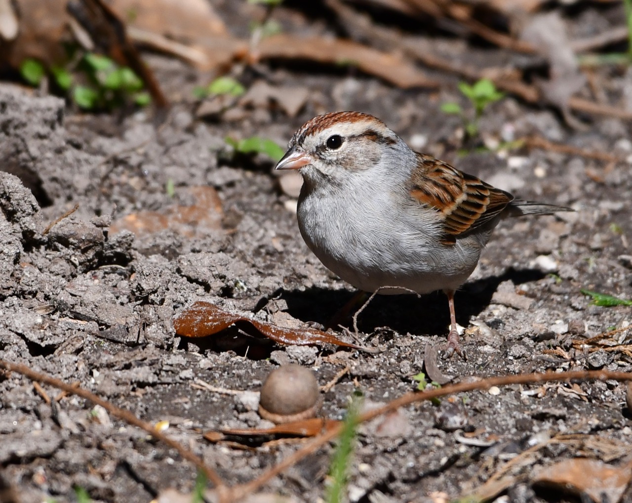 Chipping Sparrow – IN MY VIEWFINDER