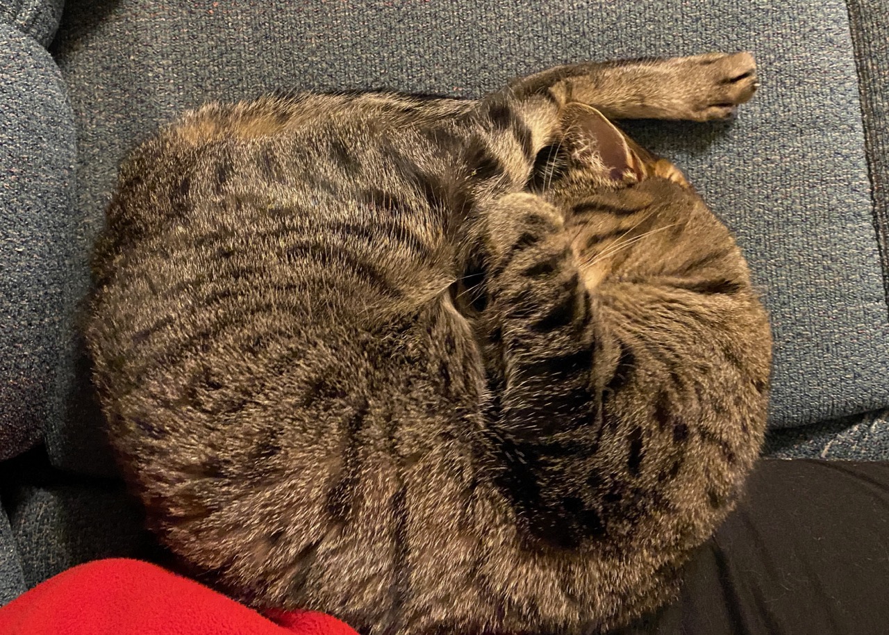 Curled up Cat – IN MY VIEWFINDER