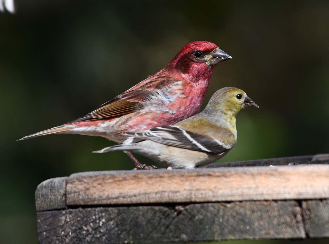 Purple Finch – IN MY VIEWFINDER