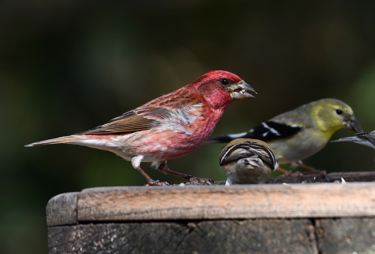 Purple Finch – IN MY VIEWFINDER