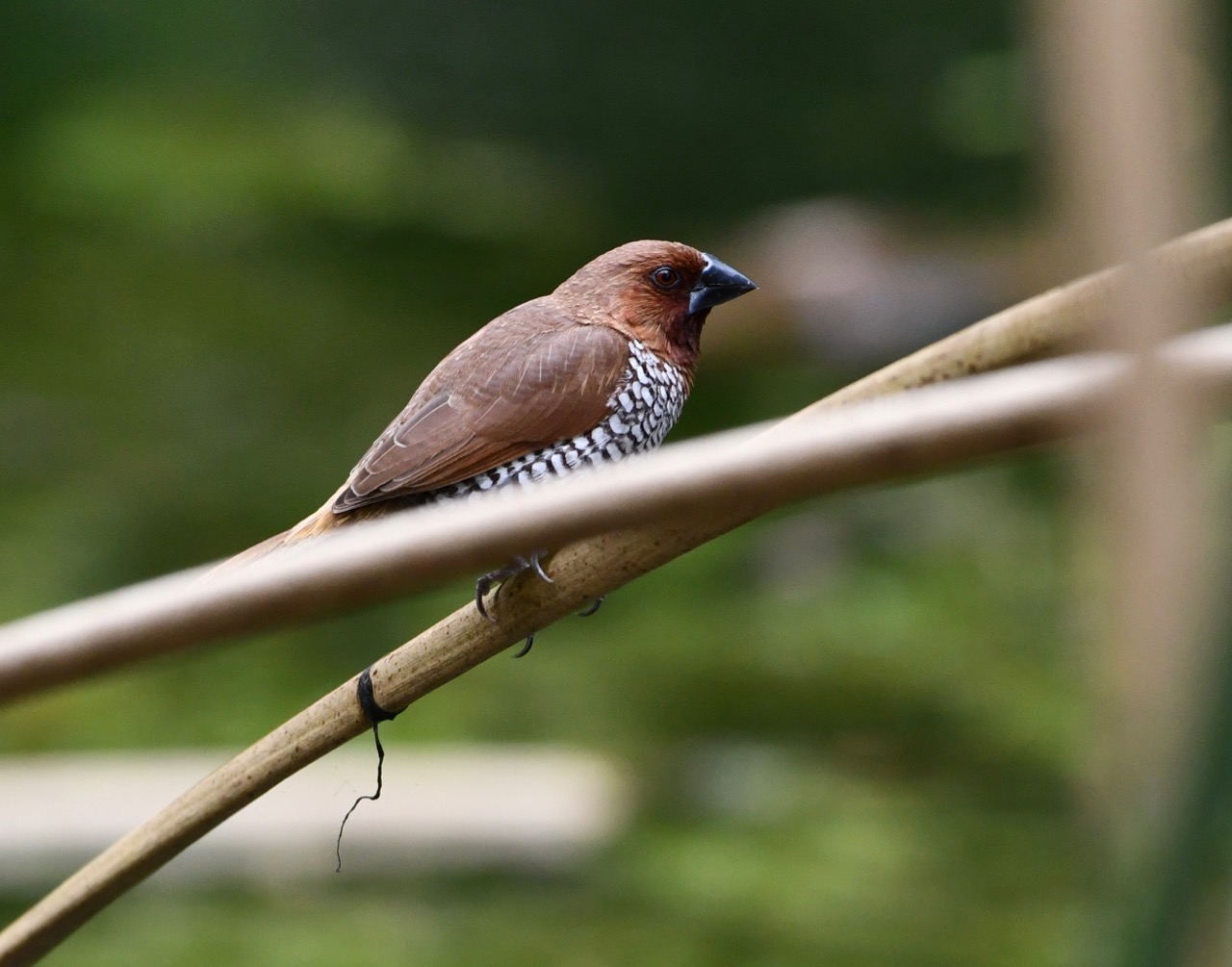 Scaly-breasted Munia – IN MY VIEWFINDER