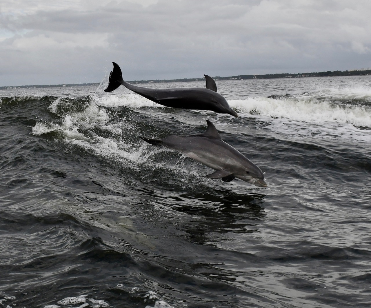 Dolphins in the Wake – IN MY VIEWFINDER
