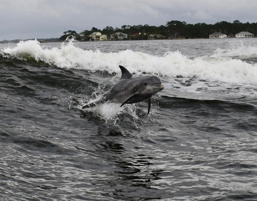 Dolphin Spotting from the Surfs Up Cruise Boat – IN MY VIEWFINDER