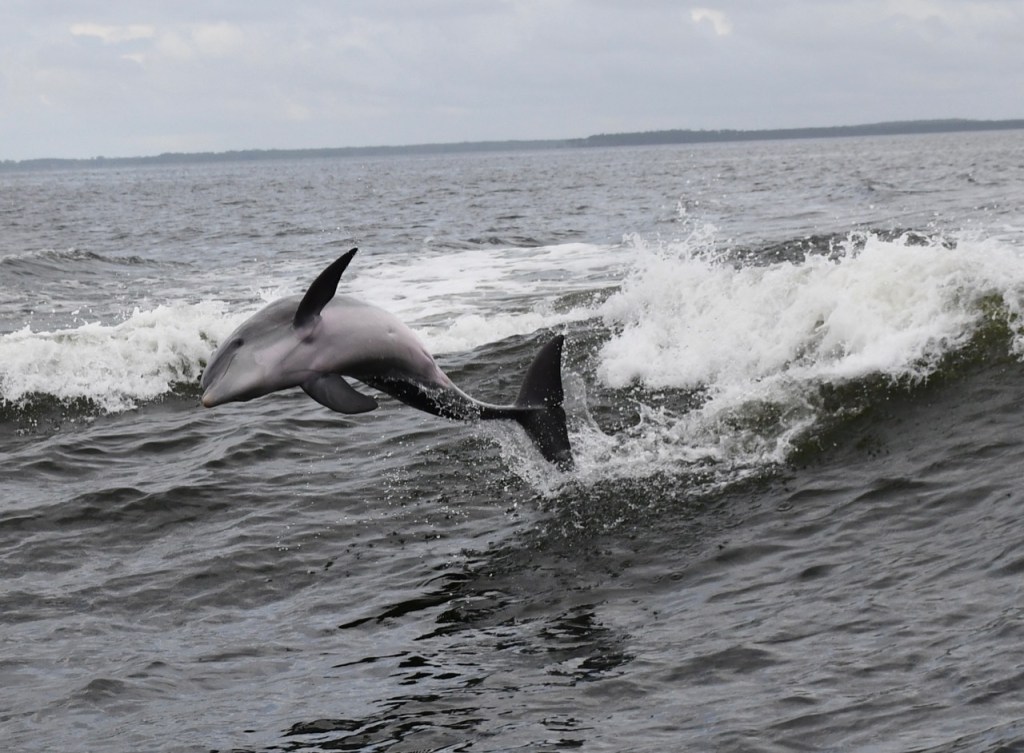 Dolphin Spotting from the Surfs Up Cruise Boat – IN MY VIEWFINDER