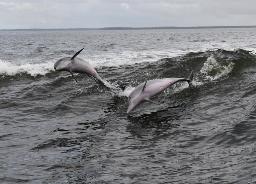 Dolphin Spotting from the Surfs Up Cruise Boat – IN MY VIEWFINDER