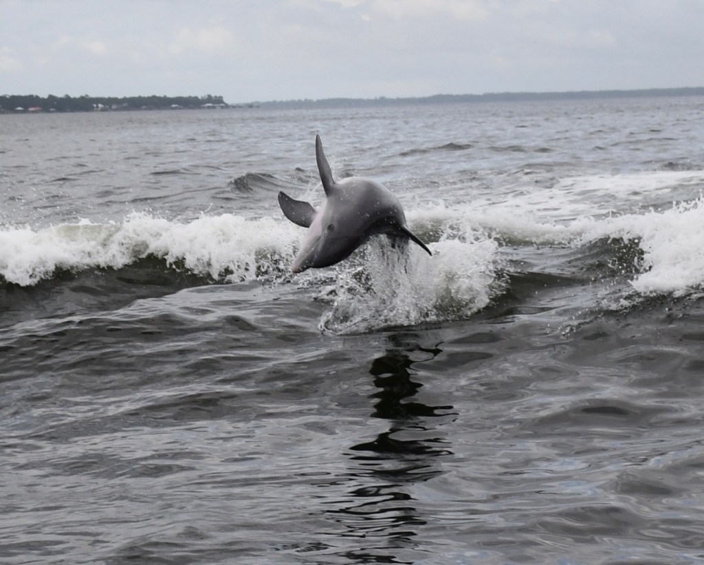 Dolphin Spotting from the Surfs Up Cruise Boat – IN MY VIEWFINDER