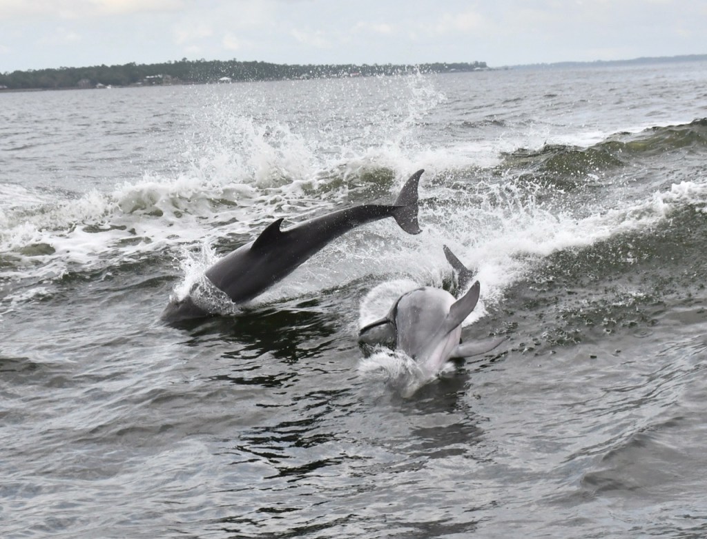 Dolphin Spotting from the Surfs Up Cruise Boat – IN MY VIEWFINDER