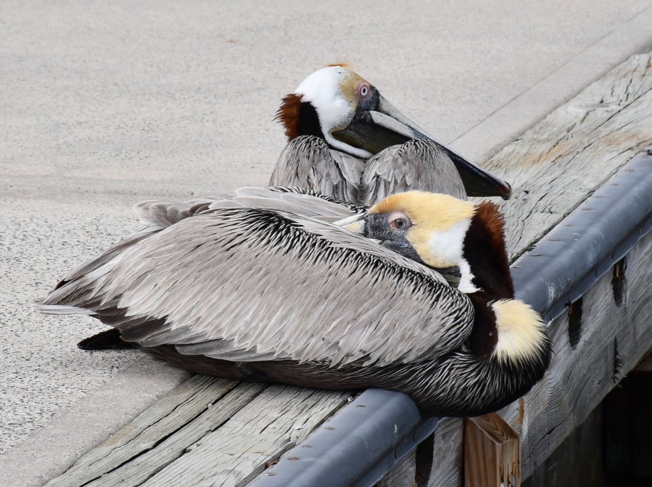 Birds at the Caribe Marina – IN MY VIEWFINDER