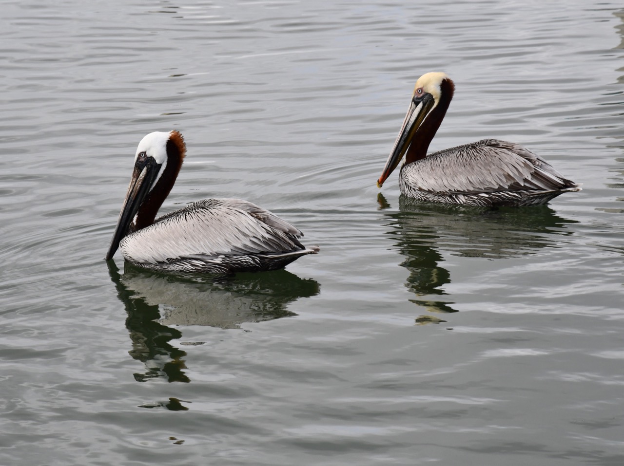 Birds at the Caribe Marina – IN MY VIEWFINDER
