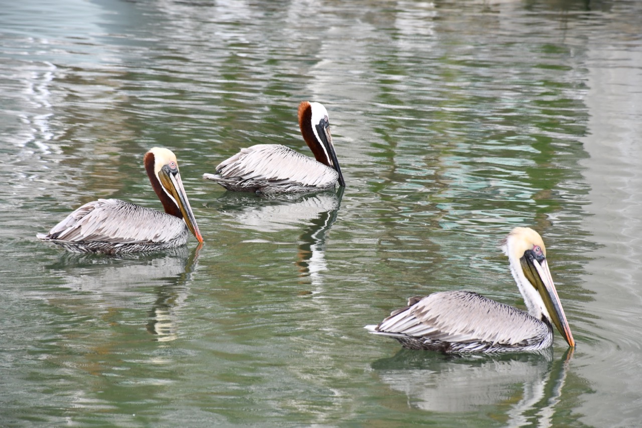 Birds at the Caribe Marina – IN MY VIEWFINDER