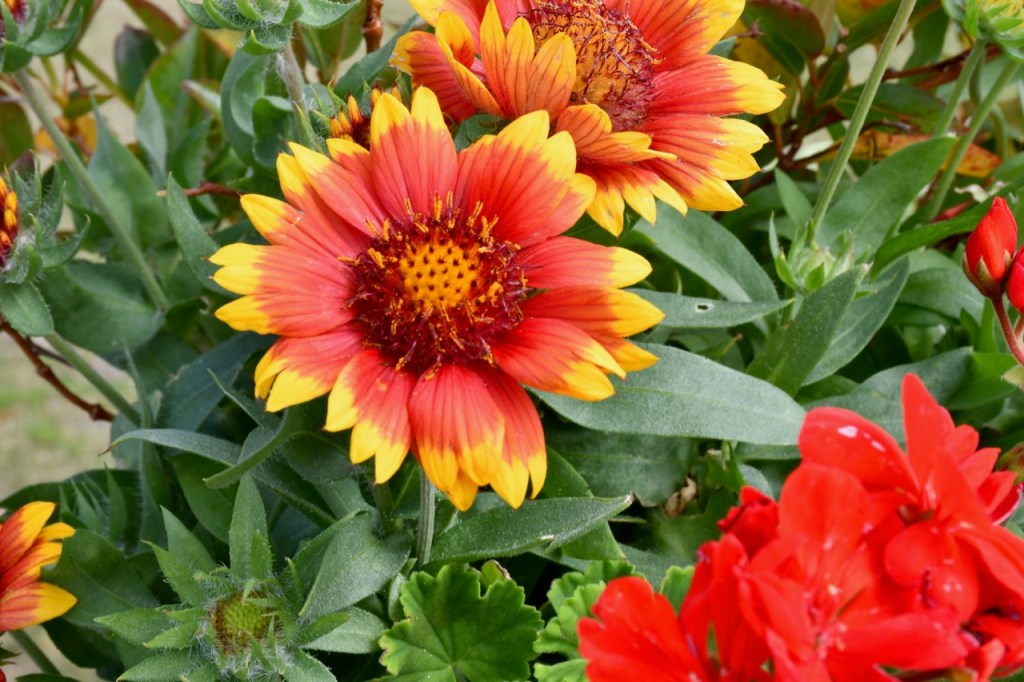 Gaillardia Daisy – IN MY VIEWFINDER