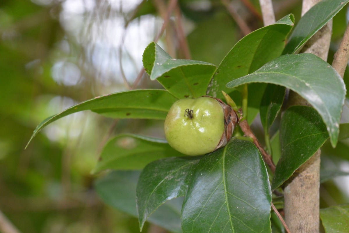 Camellia Seed Pods – IN MY VIEWFINDER