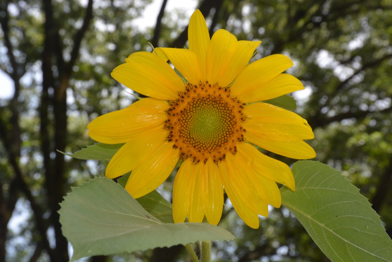 Sunflower Grown from Seed – IN MY VIEWFINDER