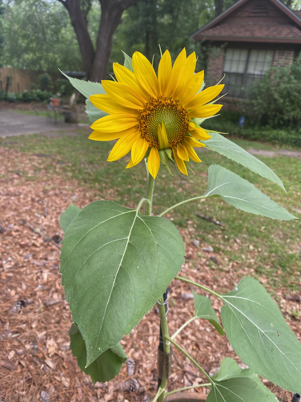 Sunflower Grown from Seed – IN MY VIEWFINDER