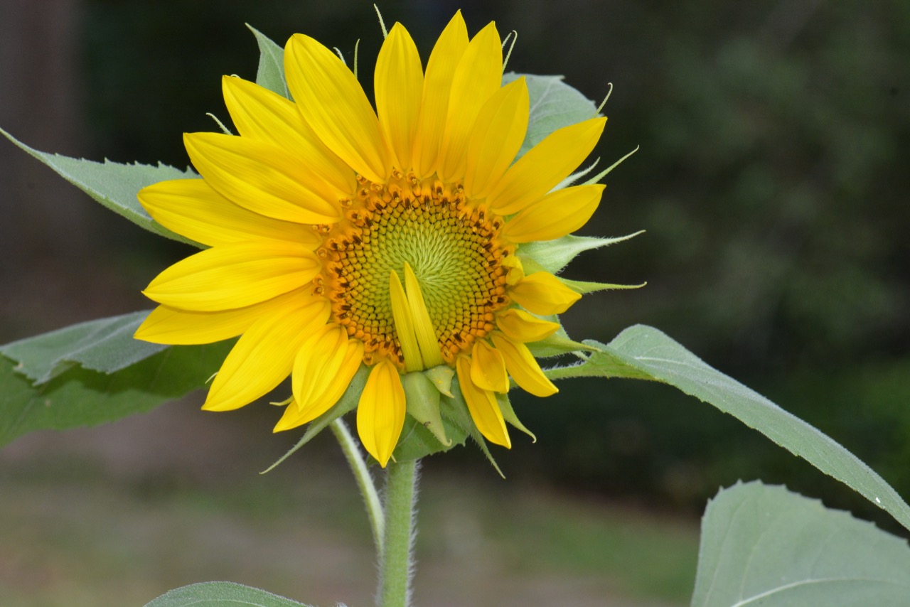 Sunflower Grown from Seed – IN MY VIEWFINDER