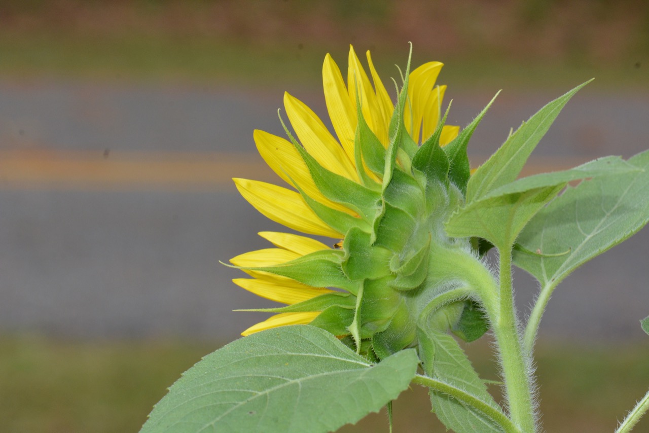 Sunflower Grown from Seed – IN MY VIEWFINDER