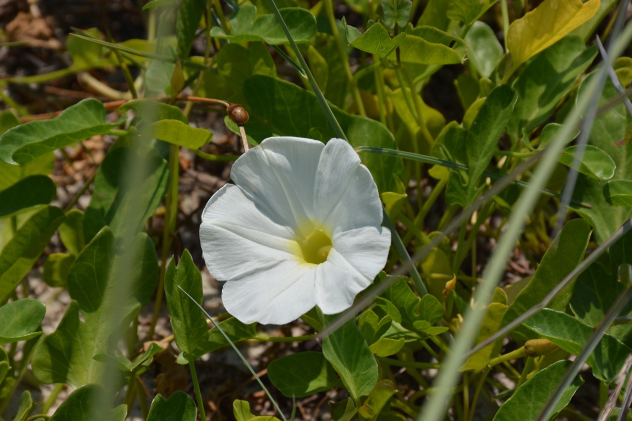 Flowers at the Beach – IN MY VIEWFINDER