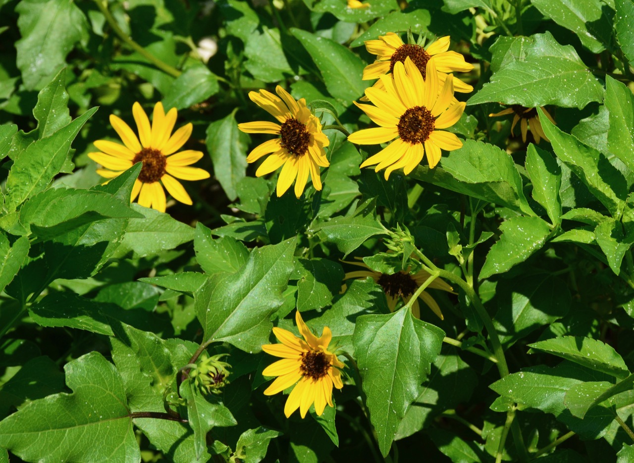Flowers at the Beach – IN MY VIEWFINDER