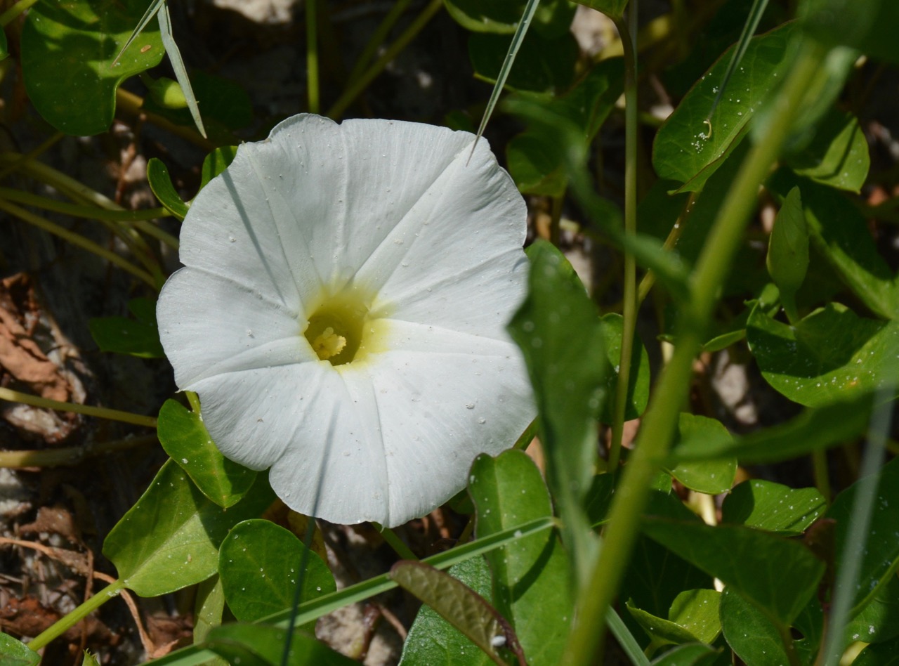 Flowers at the Beach – IN MY VIEWFINDER